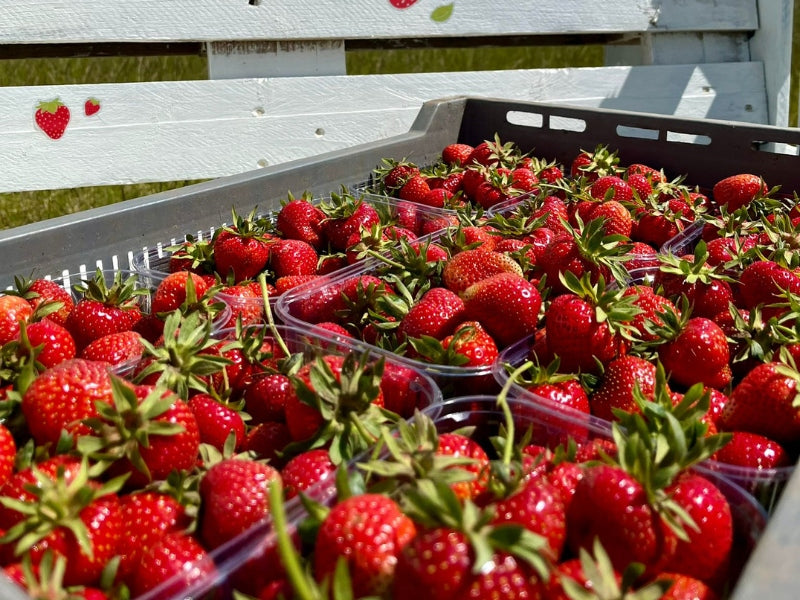 Meet our 2025 Strawberries! – Brocksbushes Farm Shop
