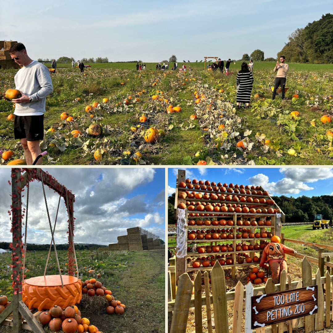 Pumpkin Picking Northumberland | Brocksbushes Pumpkin Experience ...