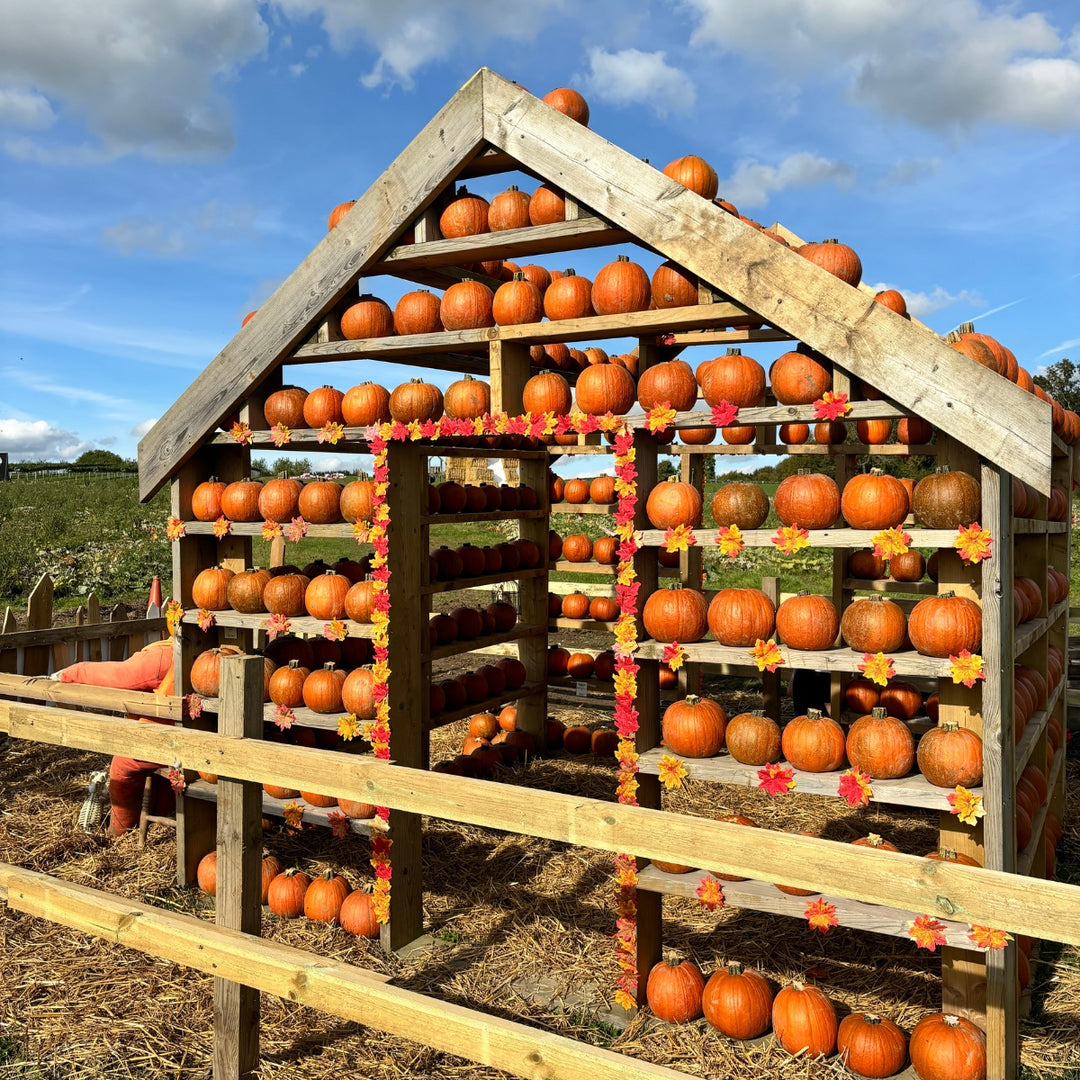 Pumpkin Picking Northumberland | Brocksbushes Pumpkin Experience ...