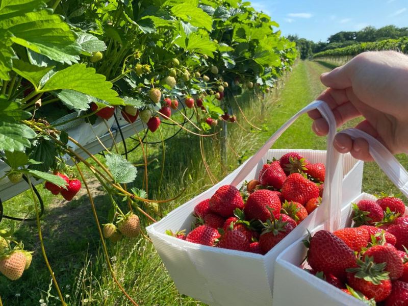 Pick Your Own Fruit | Brocksbushes Farm Shop