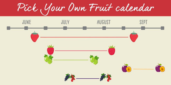 Pick Your Own Fruit | Brocksbushes Farm Shop