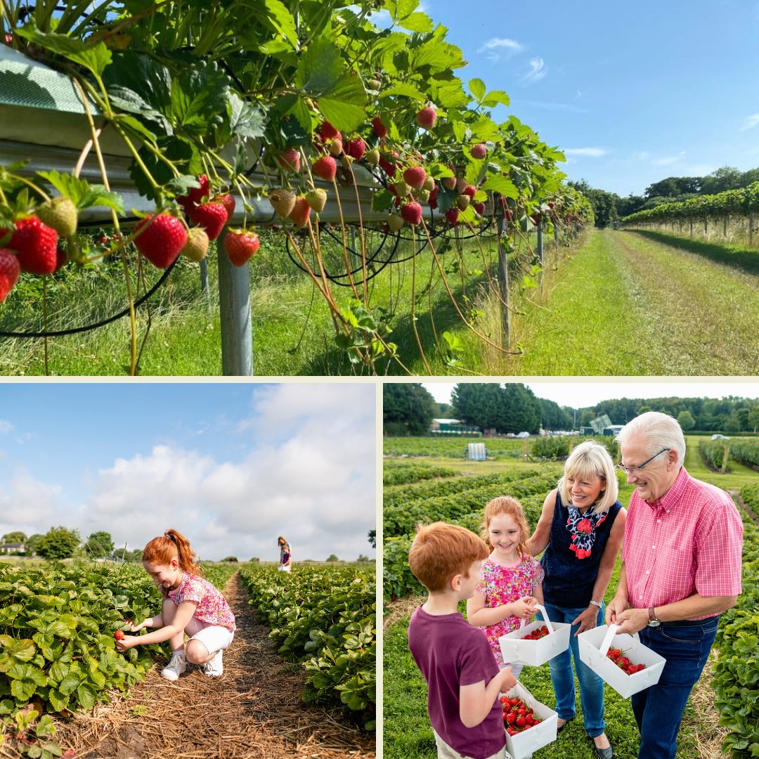 Pick Your Own Fruit | Brocksbushes Farm Shop